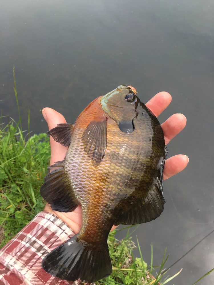 Go Big Or Go Home - Flies for Big Panfish! — Panfish On The Fly