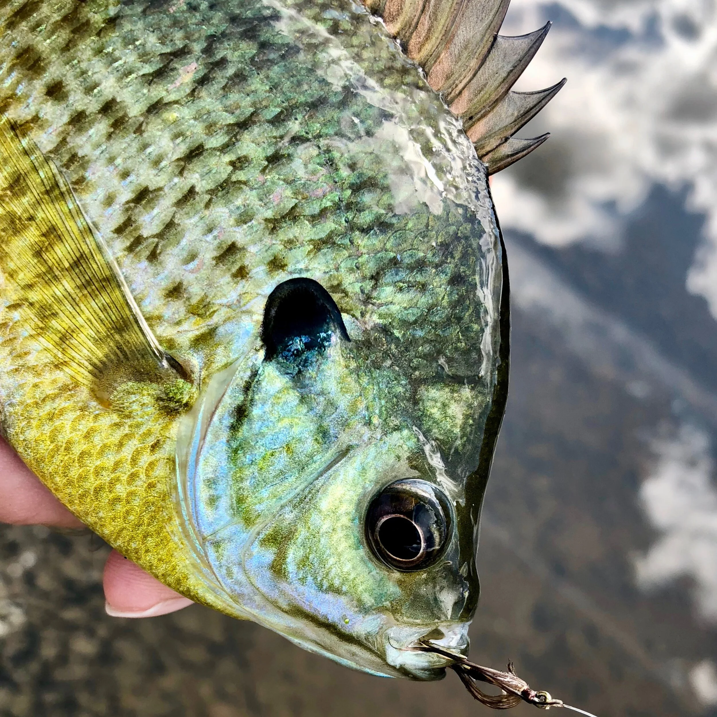 Early Season Tactics For Panfish — Panfish On The Fly