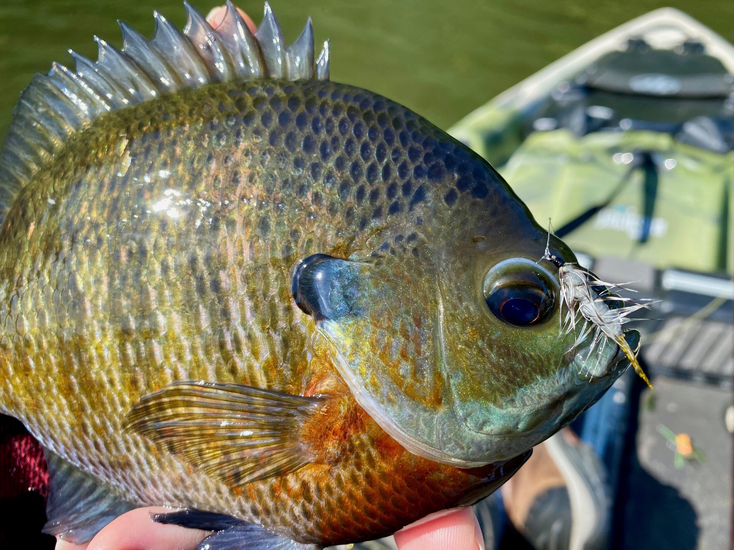 A classic panfish fly with an unusual name - Tom Nixon's .56%er ...