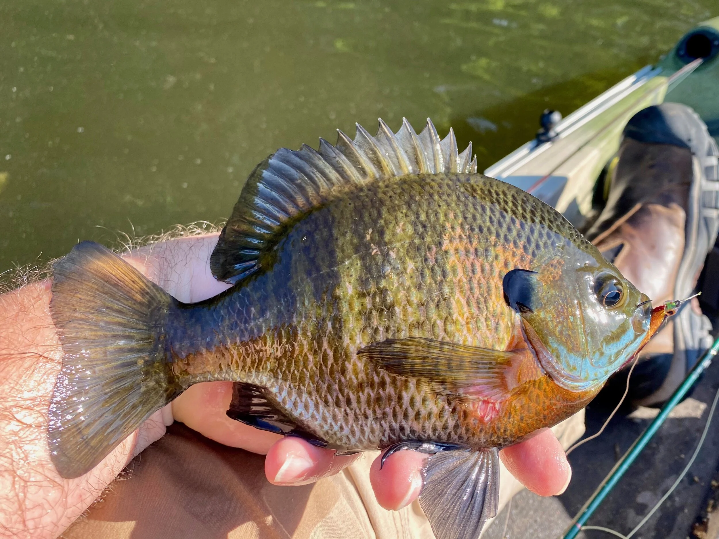 Baby Bluegill Streamers for Big Panfish! — Panfish On The Fly