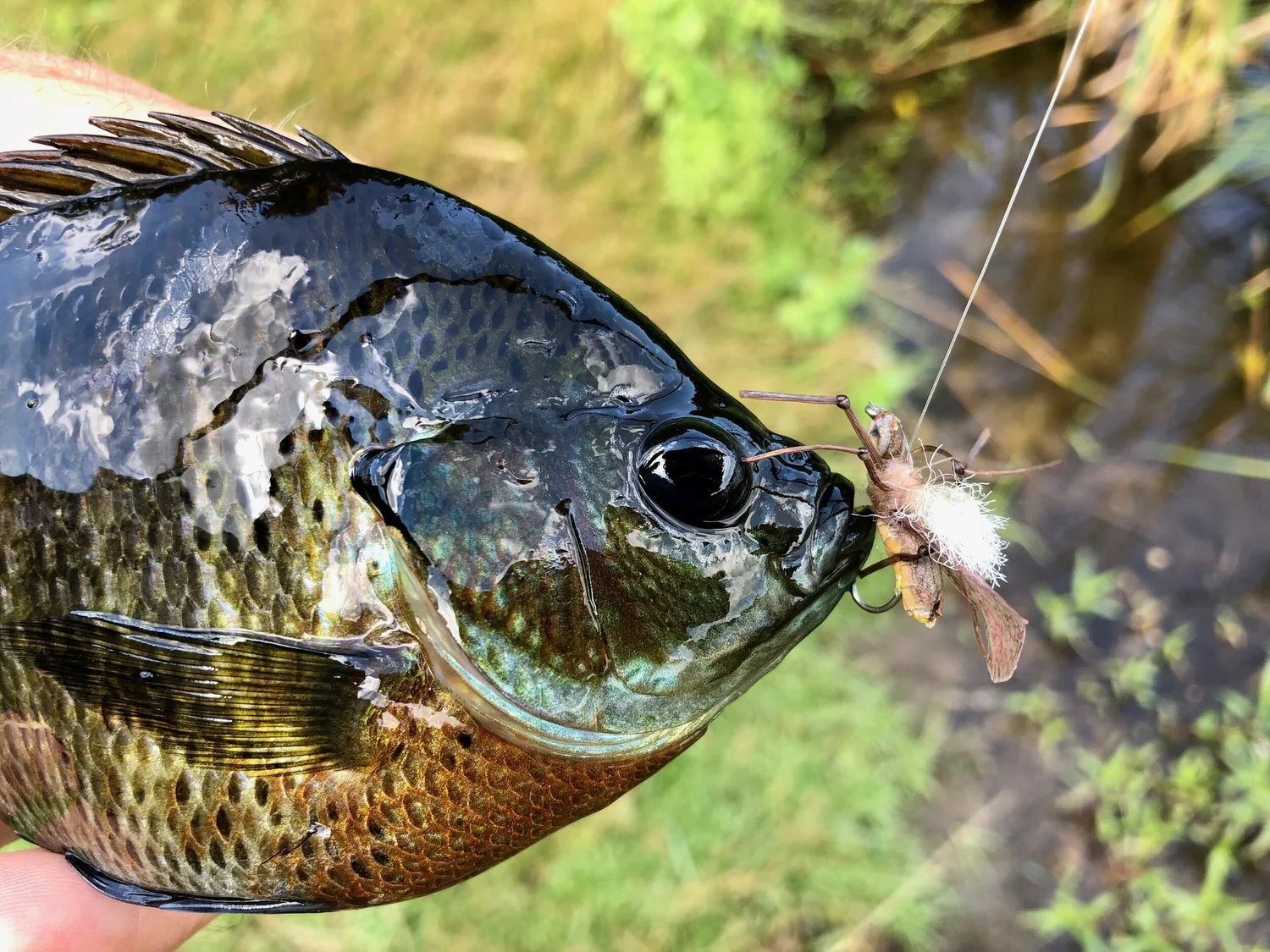 Terrestrial Patterns for Panfish — Panfish On The Fly