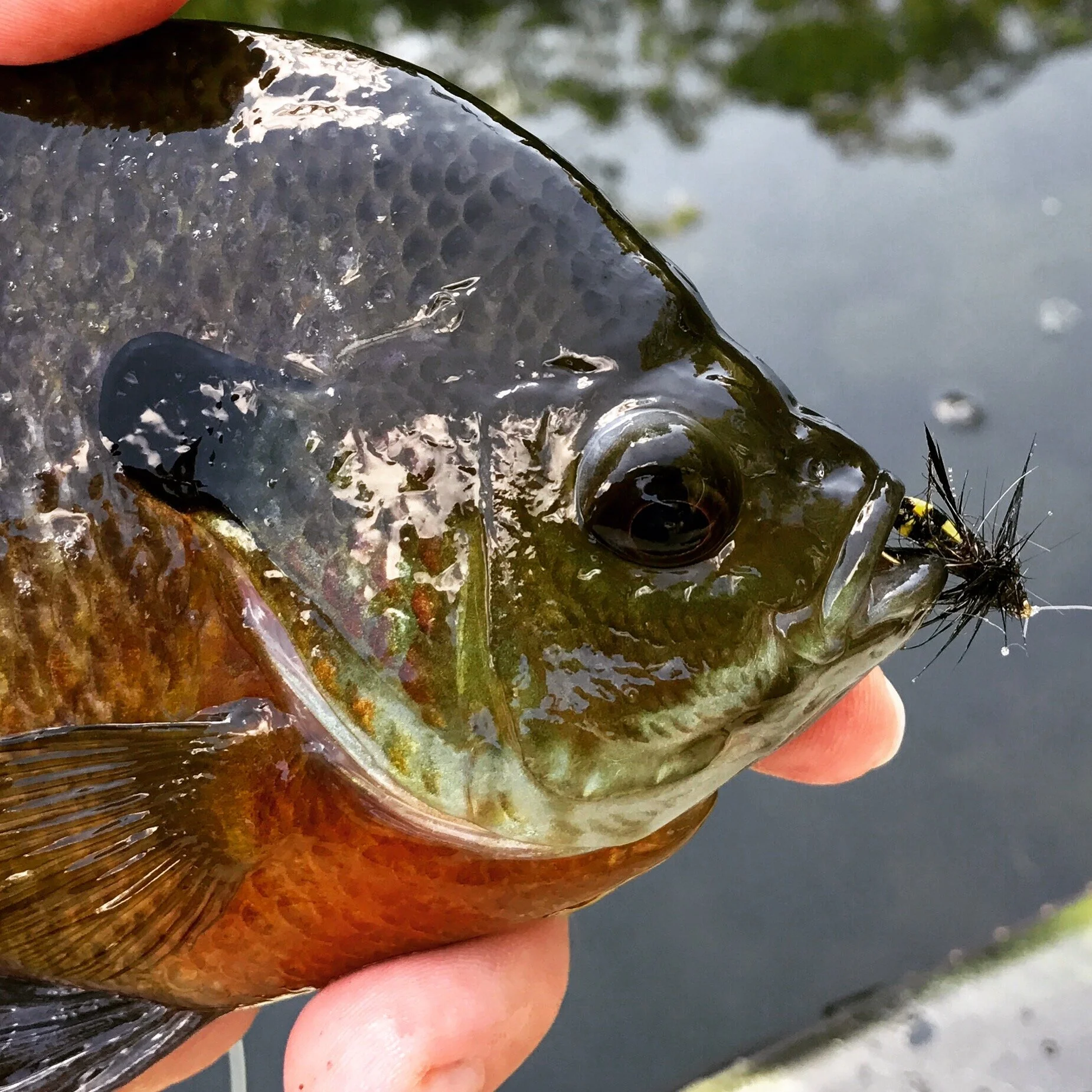 Terrestrial Patterns for Panfish — Panfish On The Fly