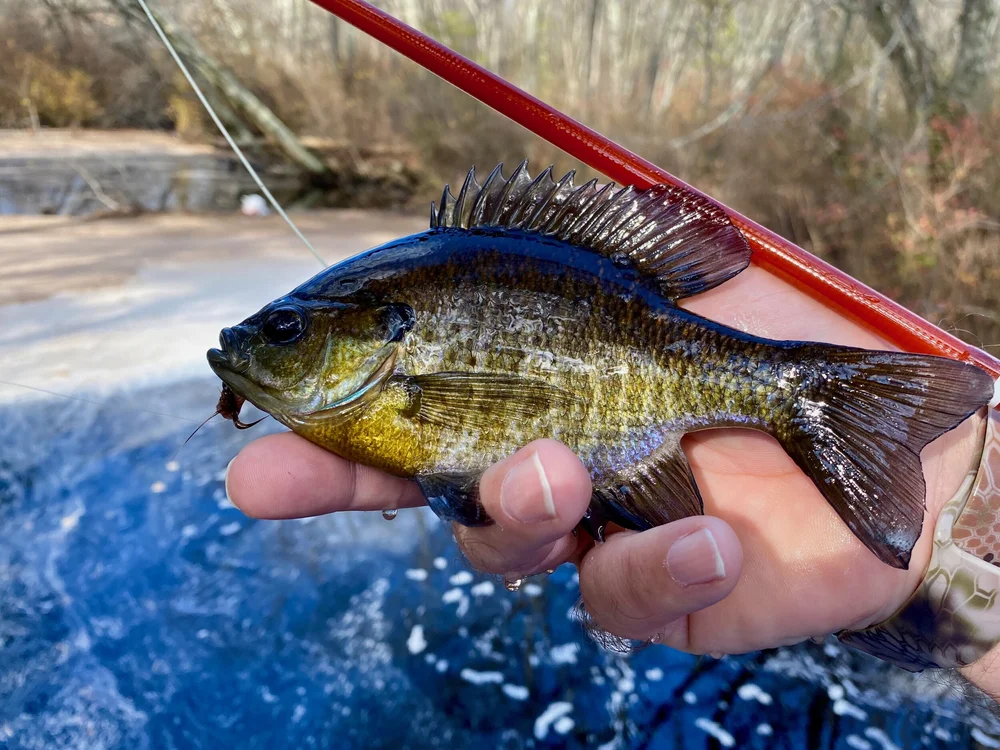 A Different Kind Of Blue Lining — Panfish On The Fly