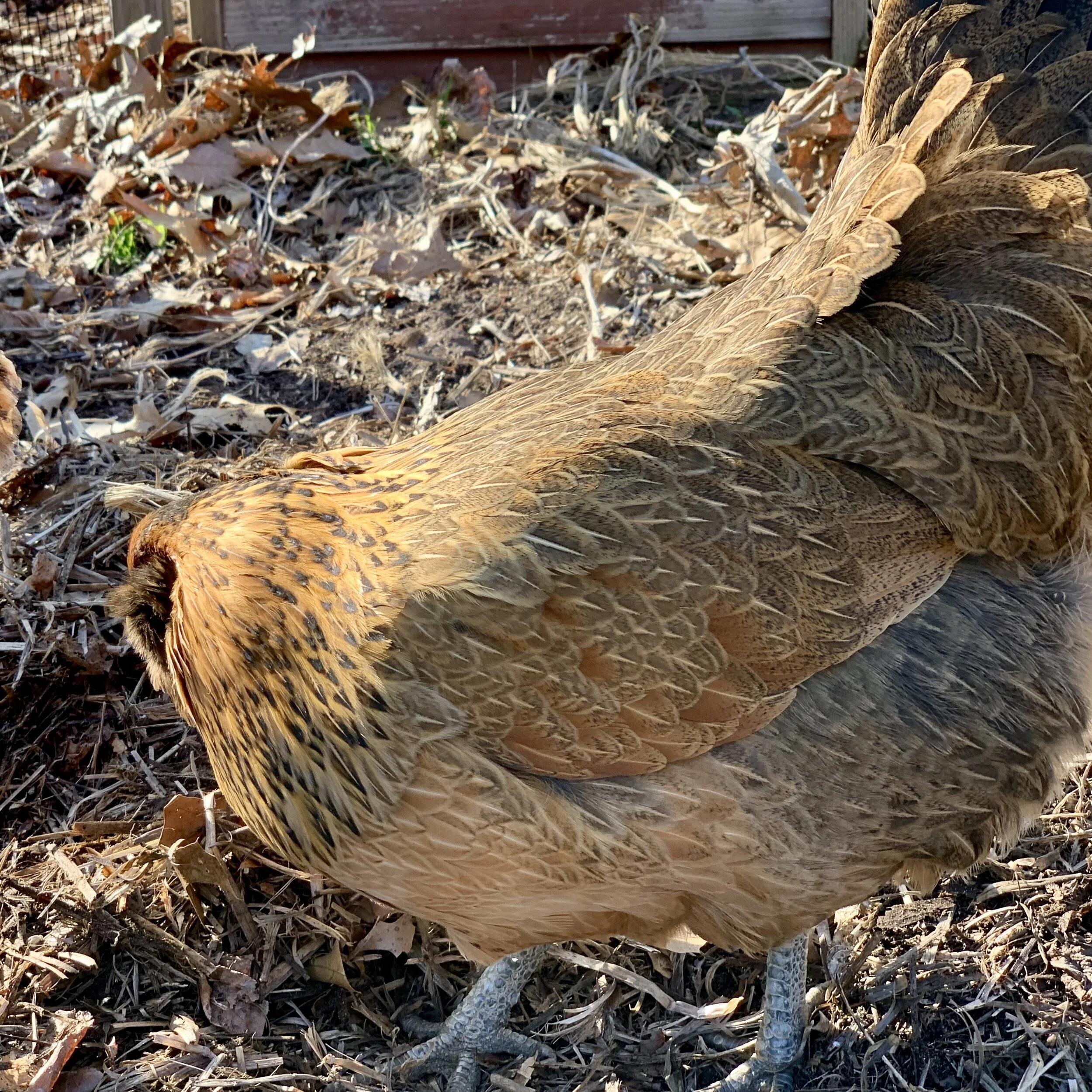 Fly Tying Friday - The Creature — Panfish On The Fly