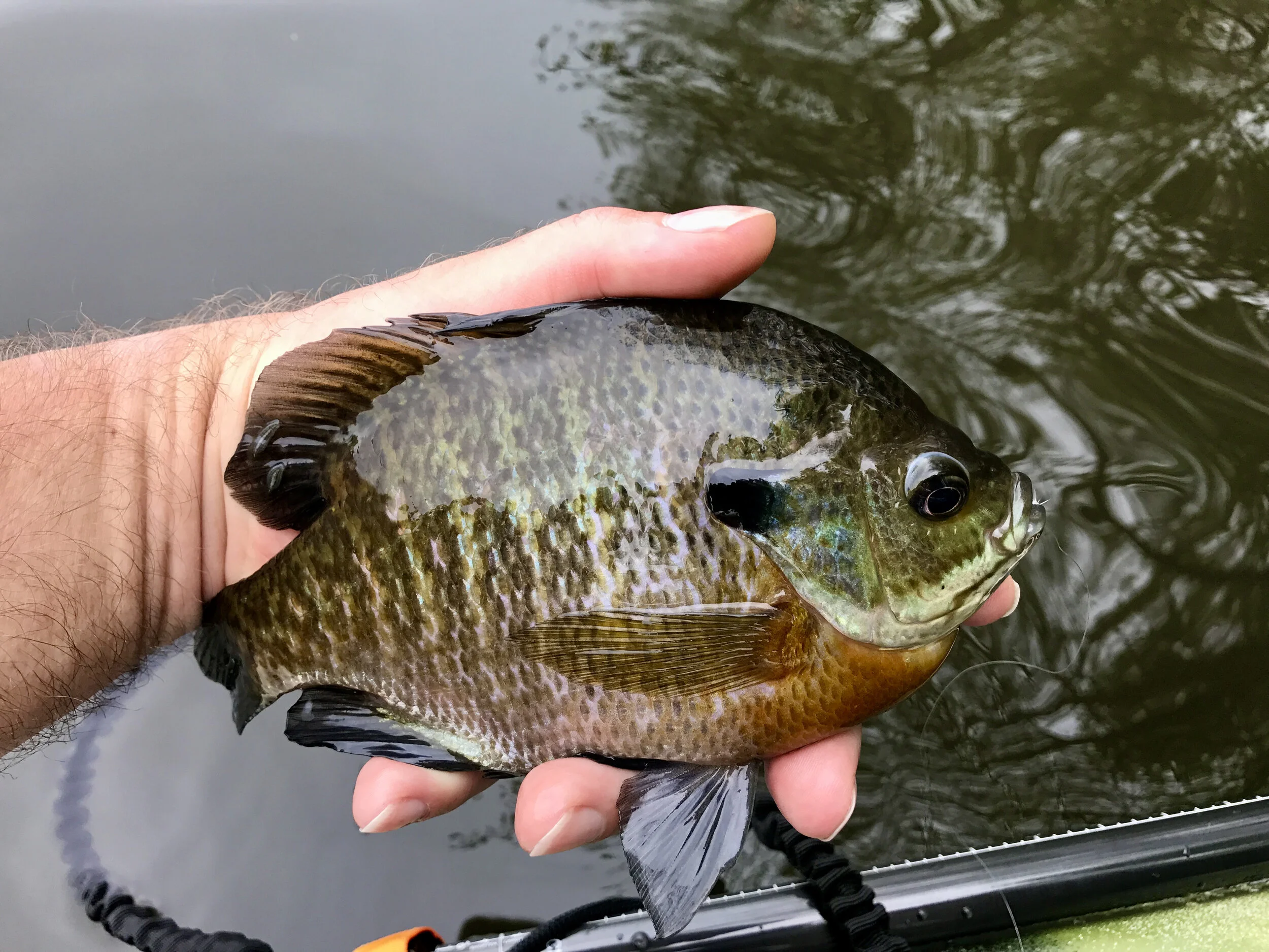 Fly Tying Friday - The Cooper Bug — Panfish On The Fly