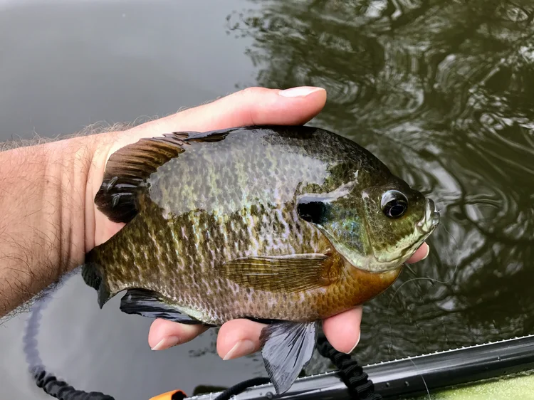 Fly Tying Friday - The Cooper Bug — Panfish On The Fly