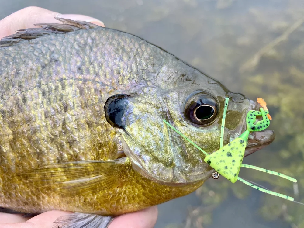 Fly Tying Friday - The Triangle Bug 2.0 — Panfish On The Fly