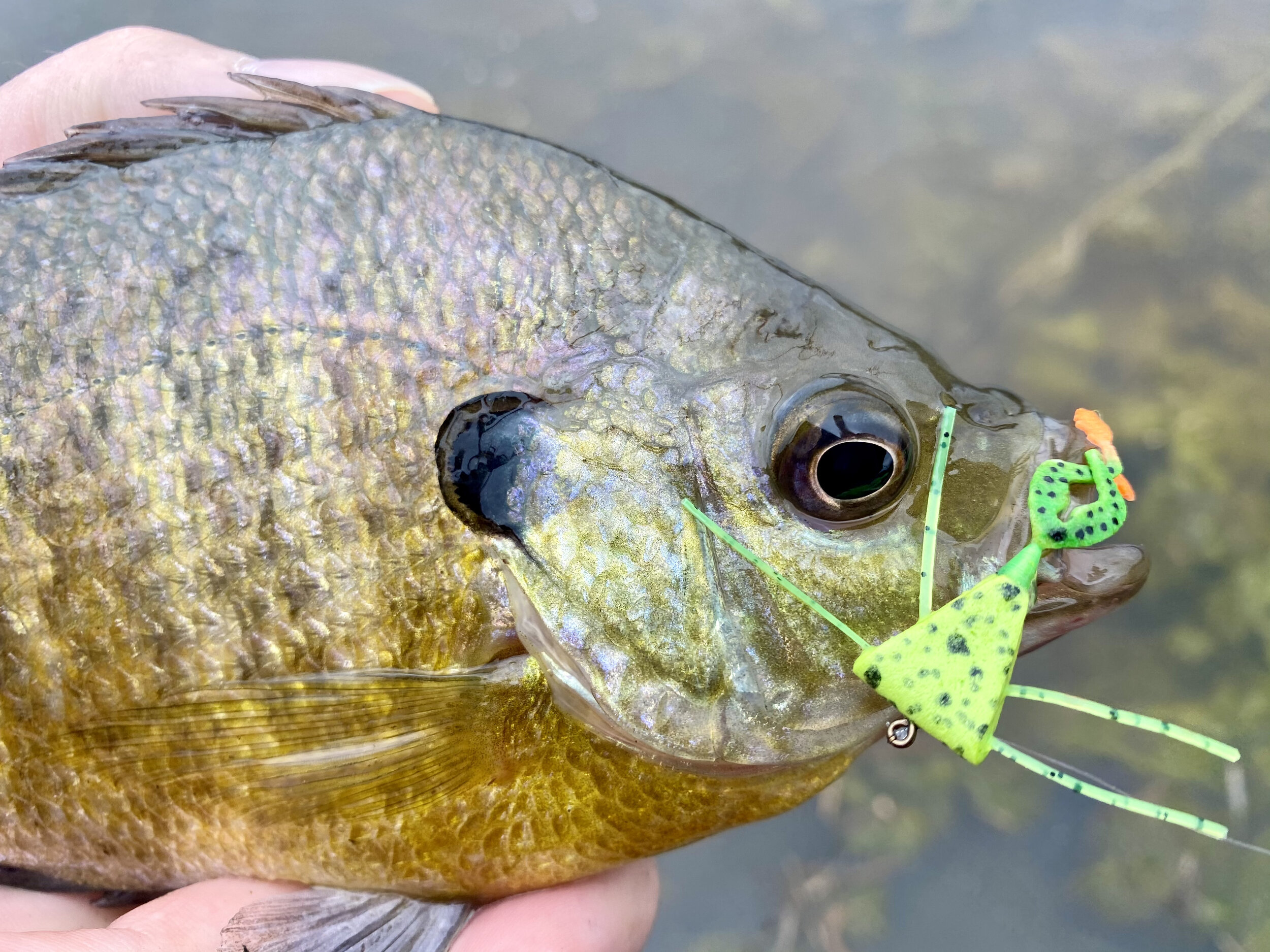 Fly Tying Friday - The Triangle Bug 2.0 — Panfish On The Fly