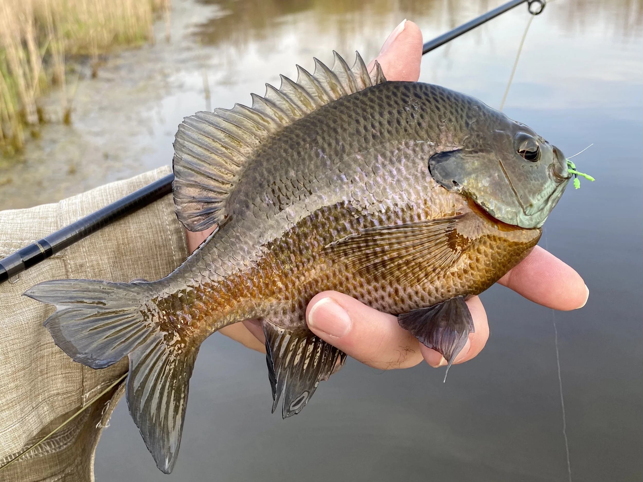 Fly Tying Friday: The Wee Frog — Panfish On The Fly