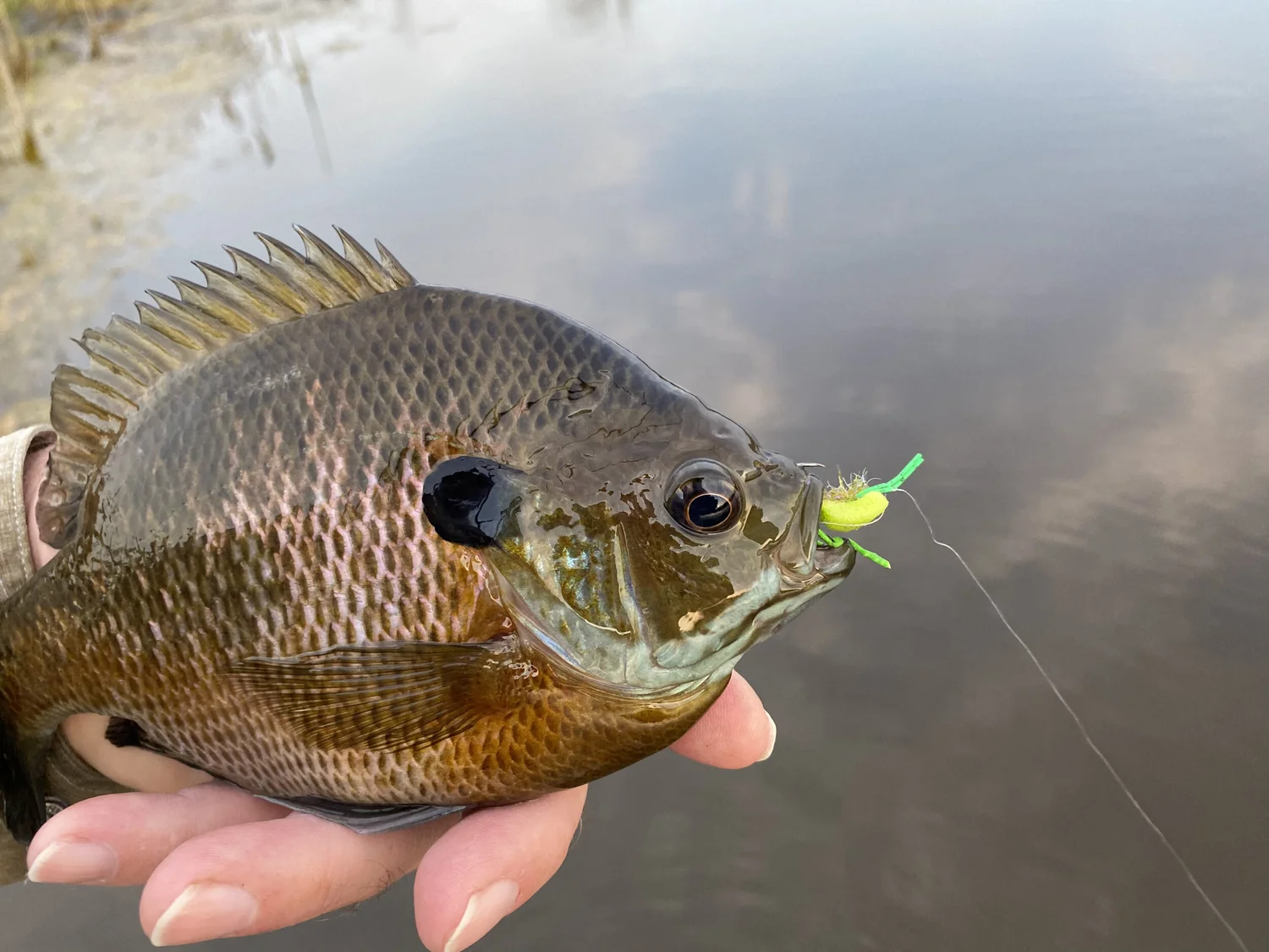 Fly Tying Friday: The Wee Frog — Panfish On The Fly