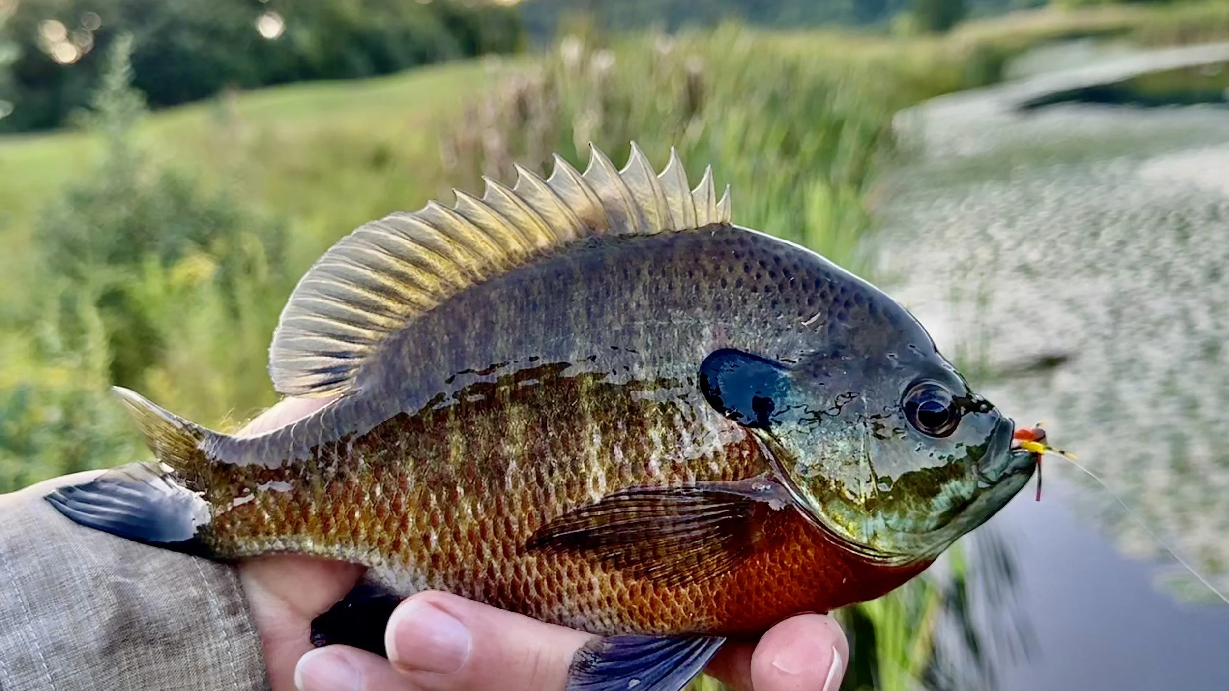 Blog — Panfish On The Fly