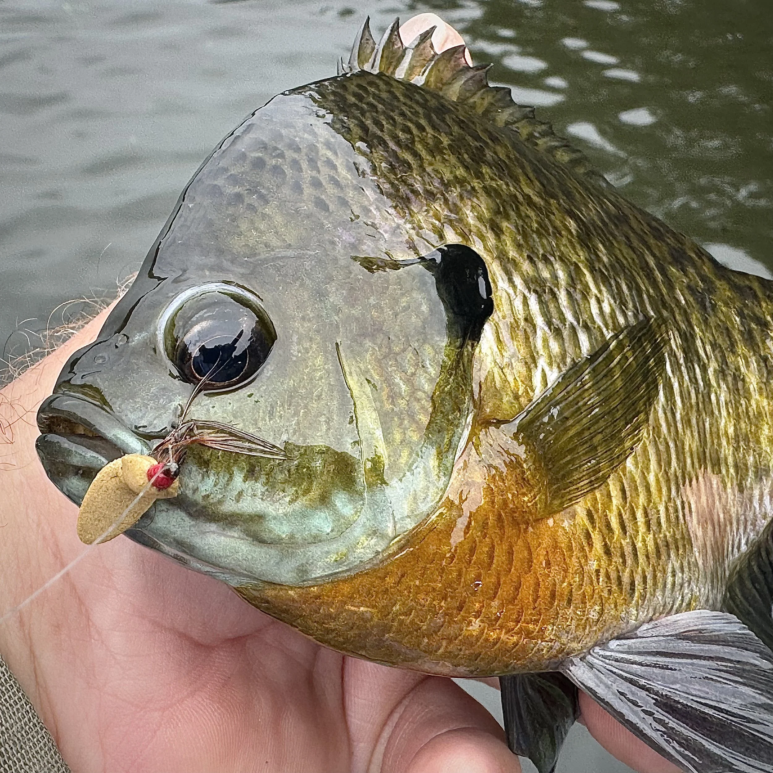 Flat Daddy Gurgler — Panfish On The Fly