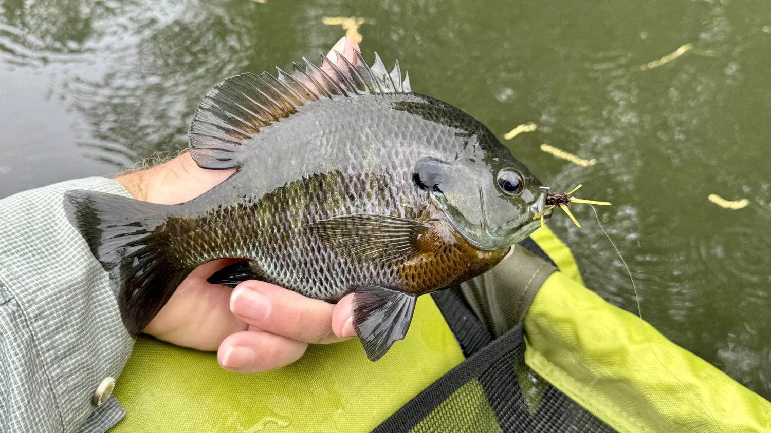 Blog — Panfish On The Fly