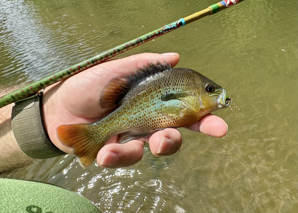 The Perfect Fly Rod for Panfish — Panfish On The Fly
