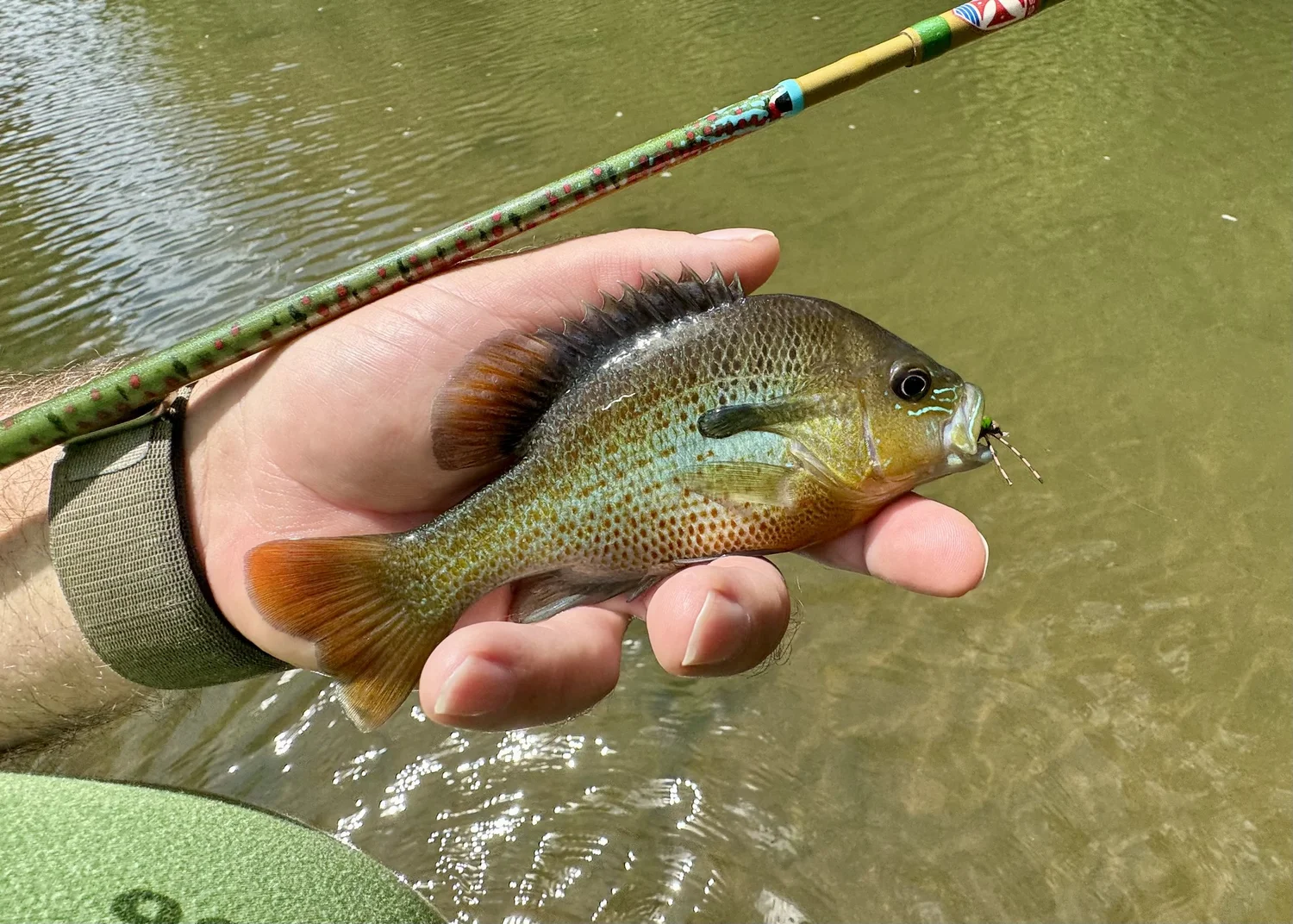 The Perfect Fly Rod for Panfish — Panfish On The Fly