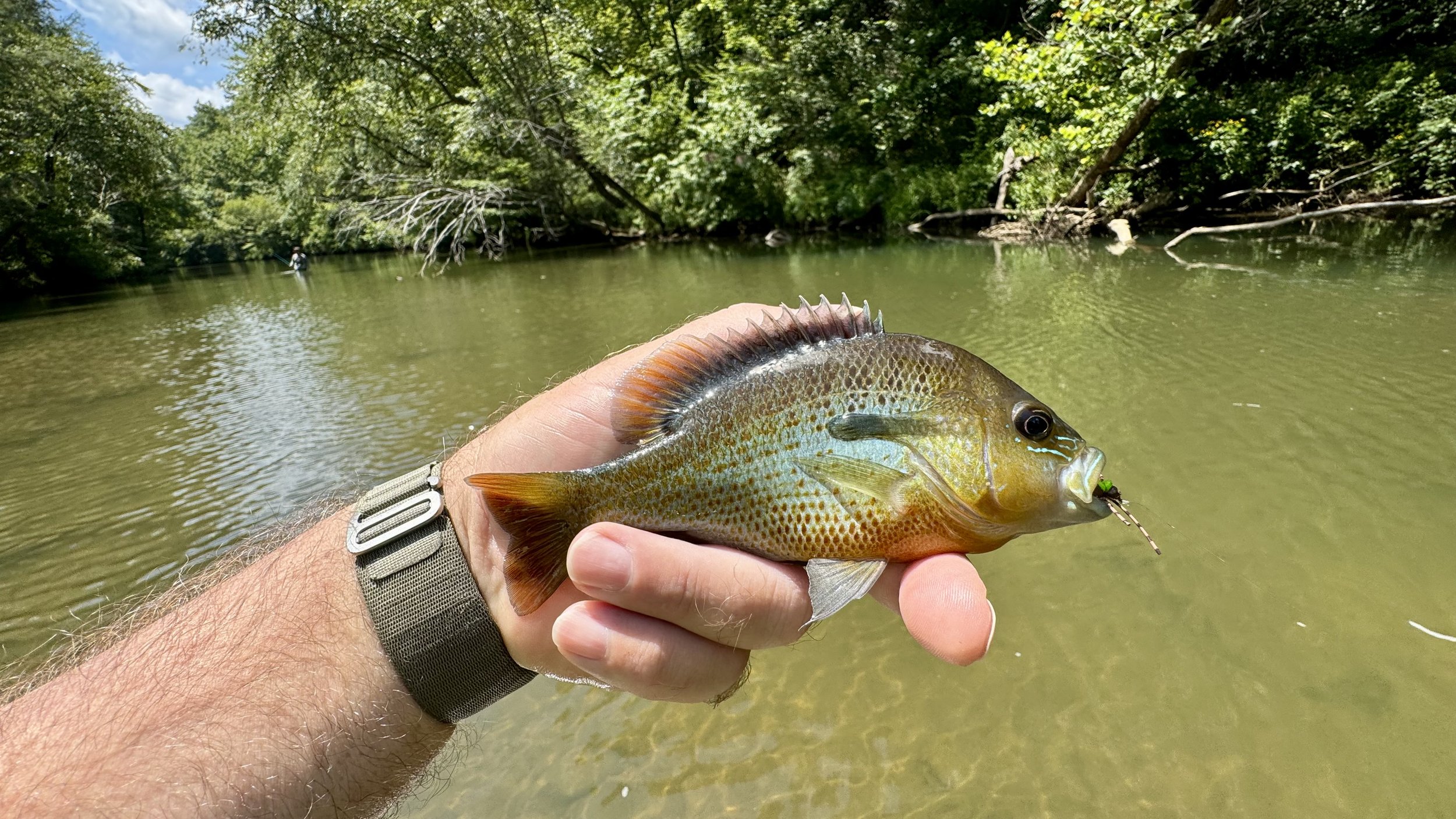Blog — Panfish On The Fly