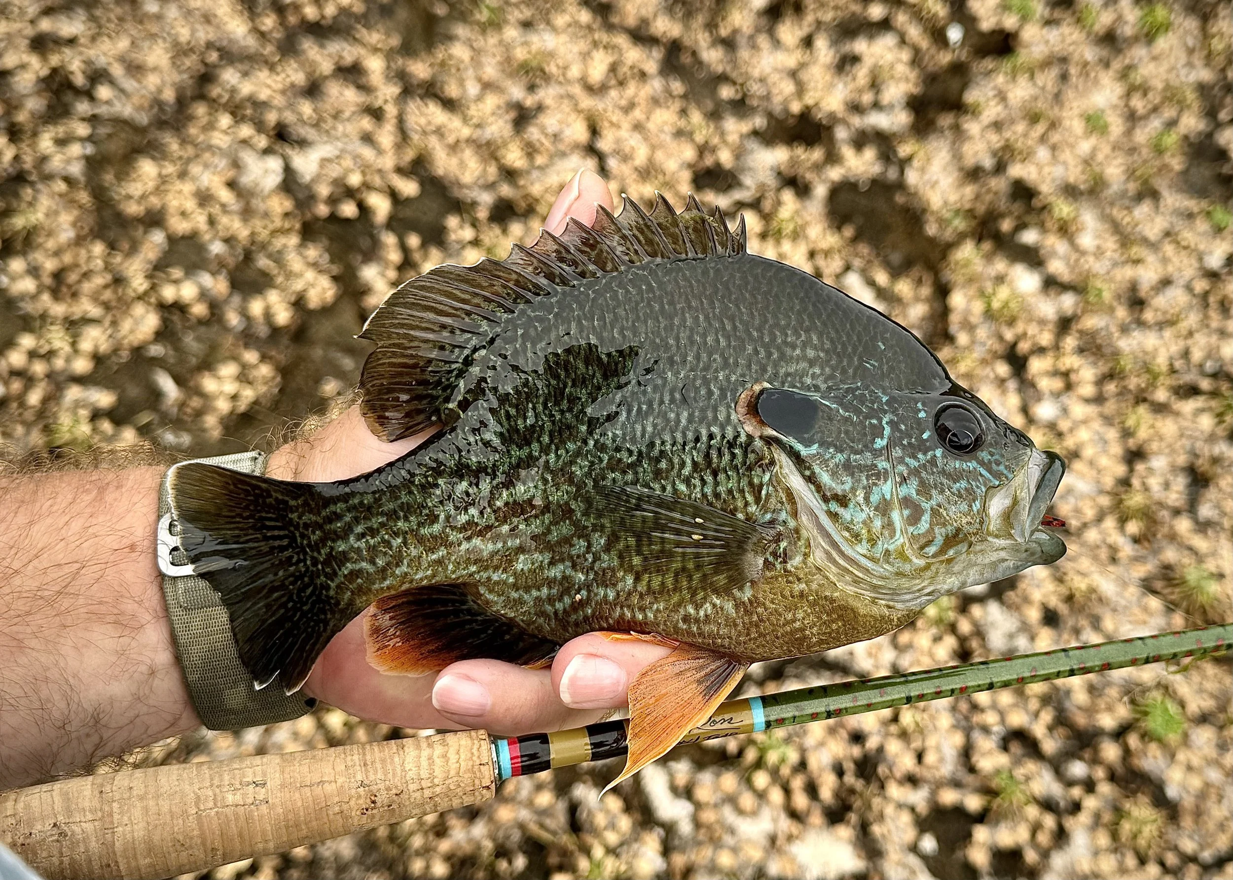 The Perfect Fly Rod for Panfish — Panfish On The Fly