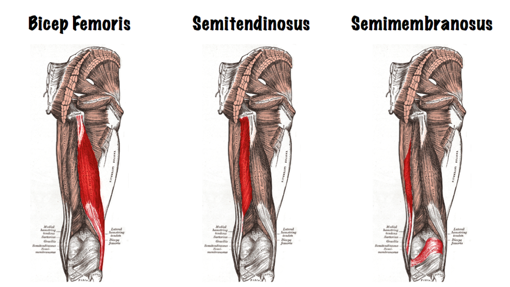 Biceps Femoris Stretch