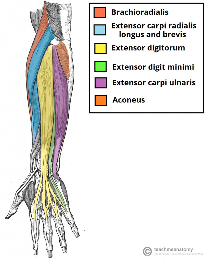 Anatomy of the forearm — Phila Massages
