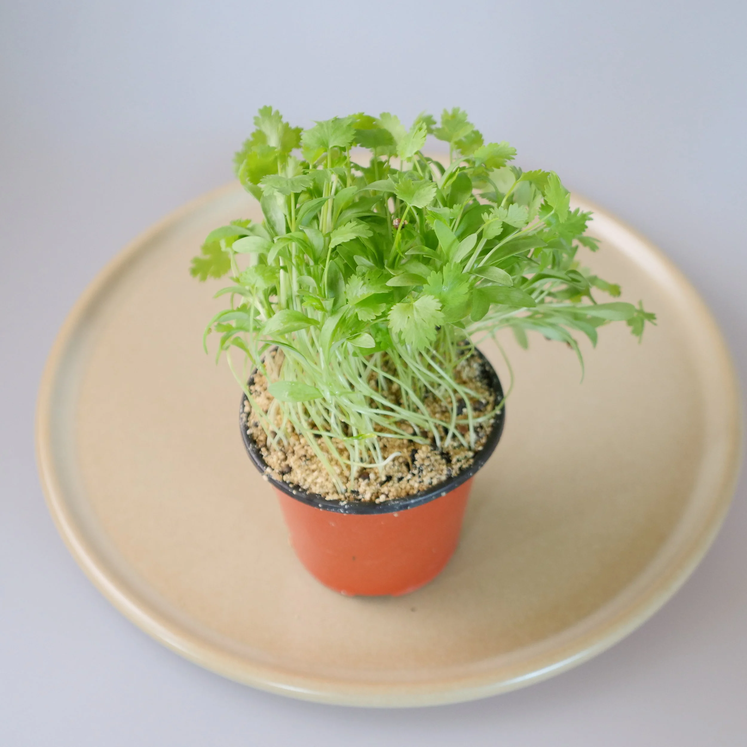 MICRO HERBS — EXPORT FRESH