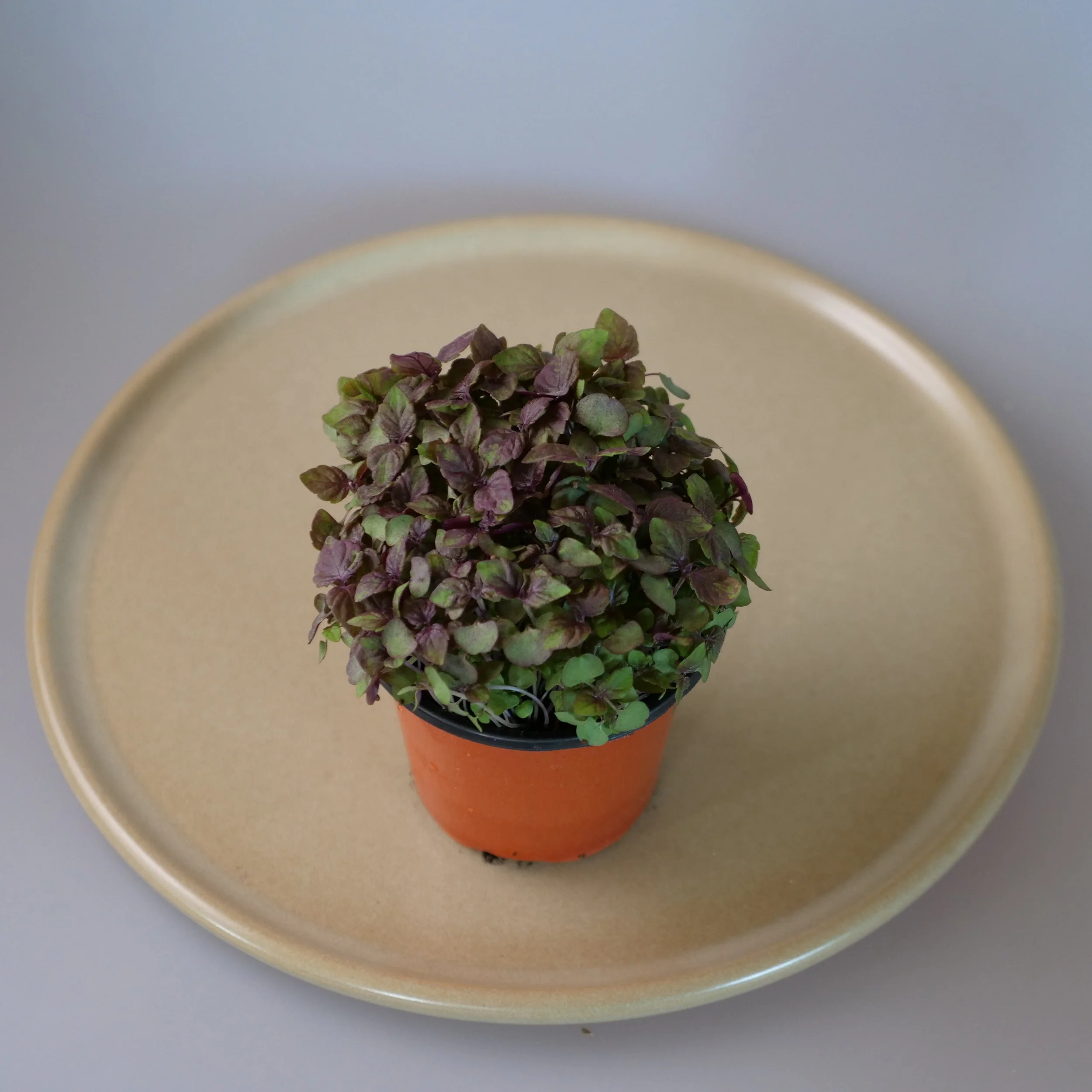 MICRO HERBS — EXPORT FRESH