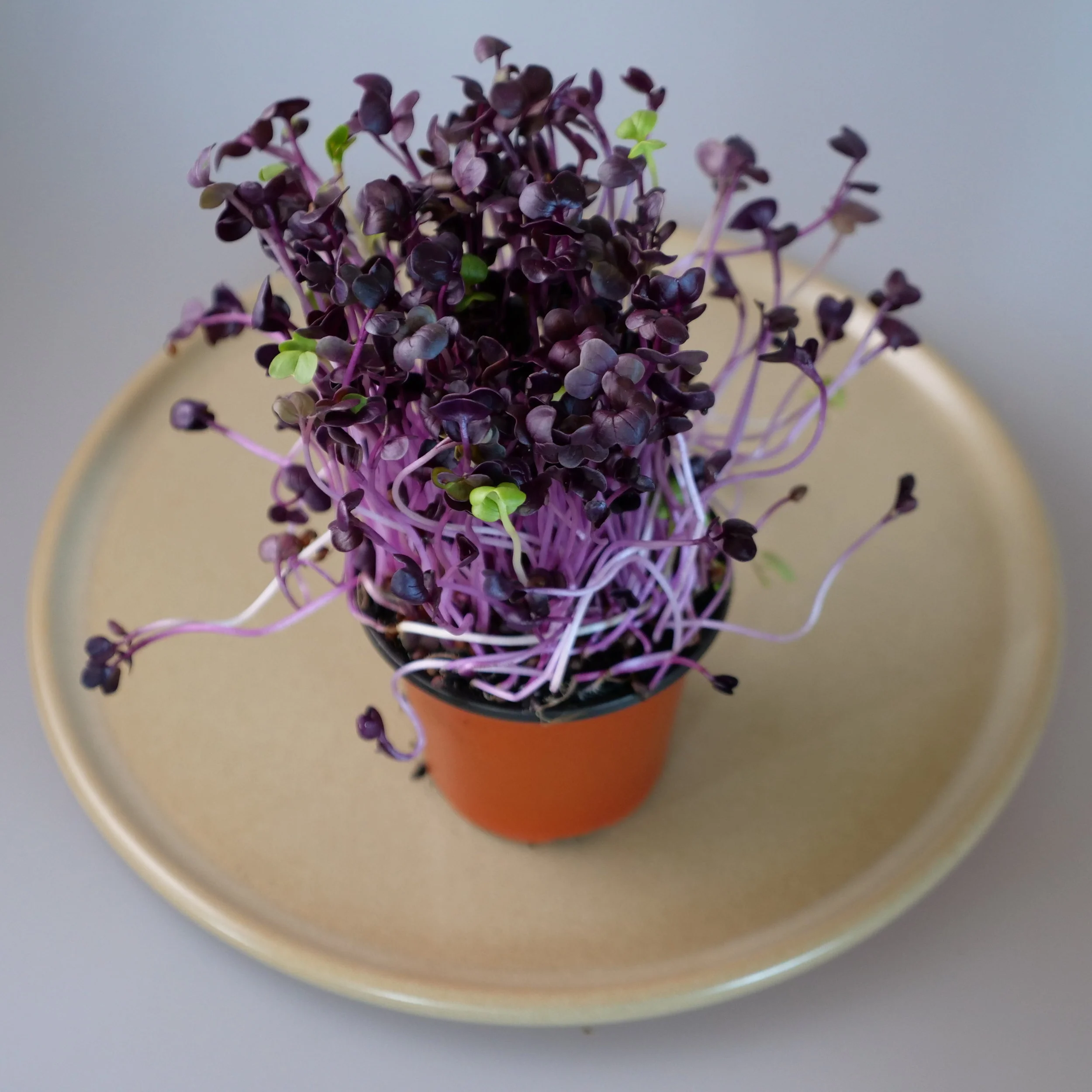 MICRO HERBS — EXPORT FRESH