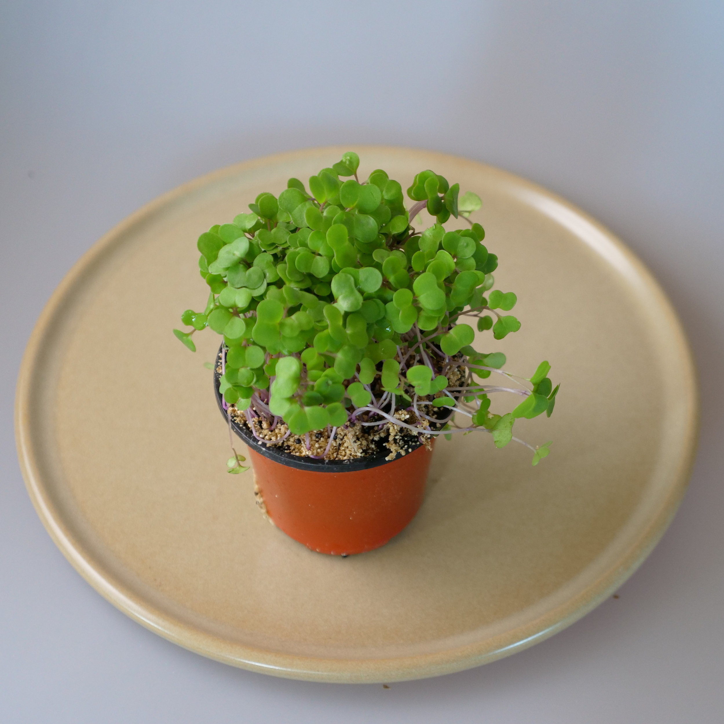 MICRO HERBS — EXPORT FRESH