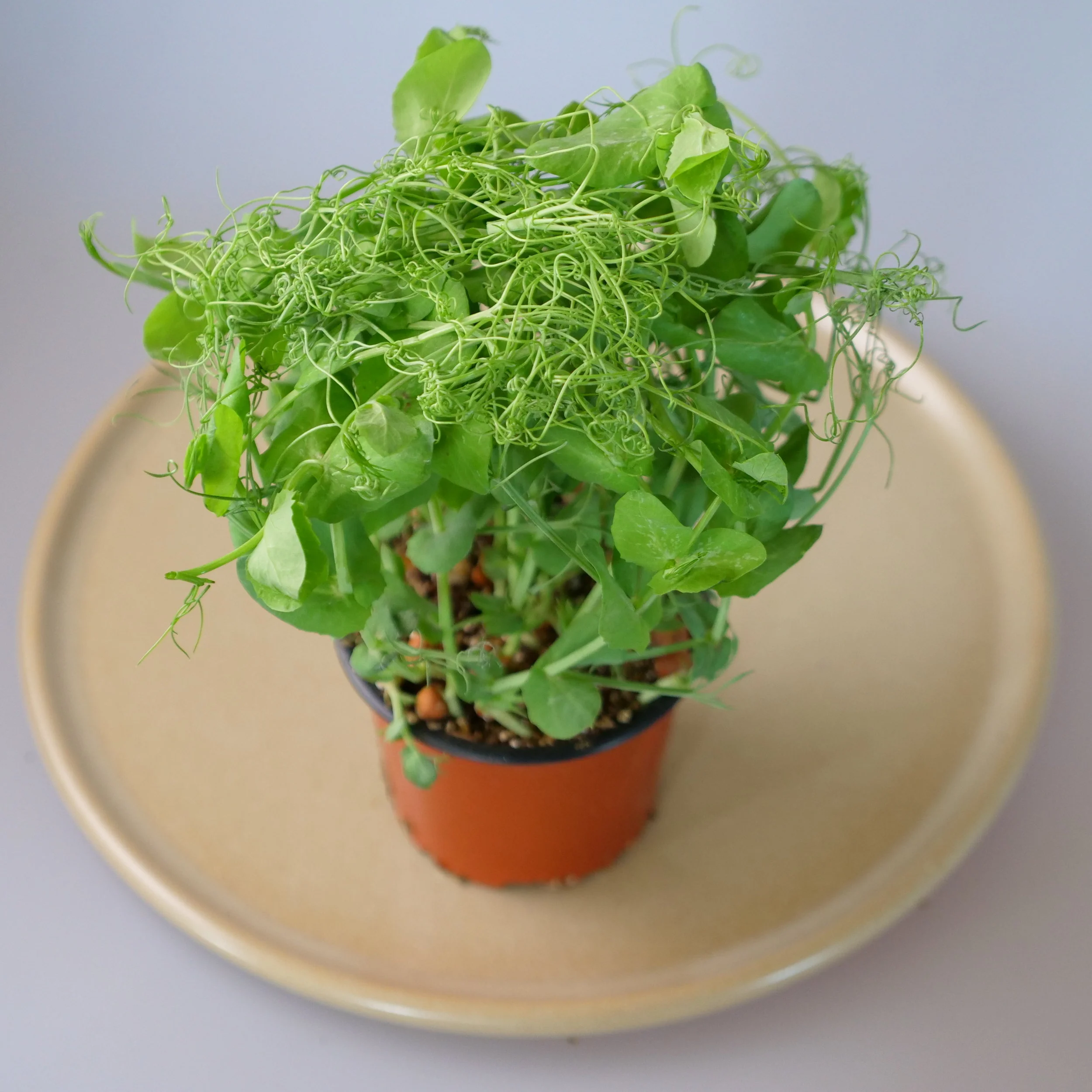 MICRO HERBS — EXPORT FRESH