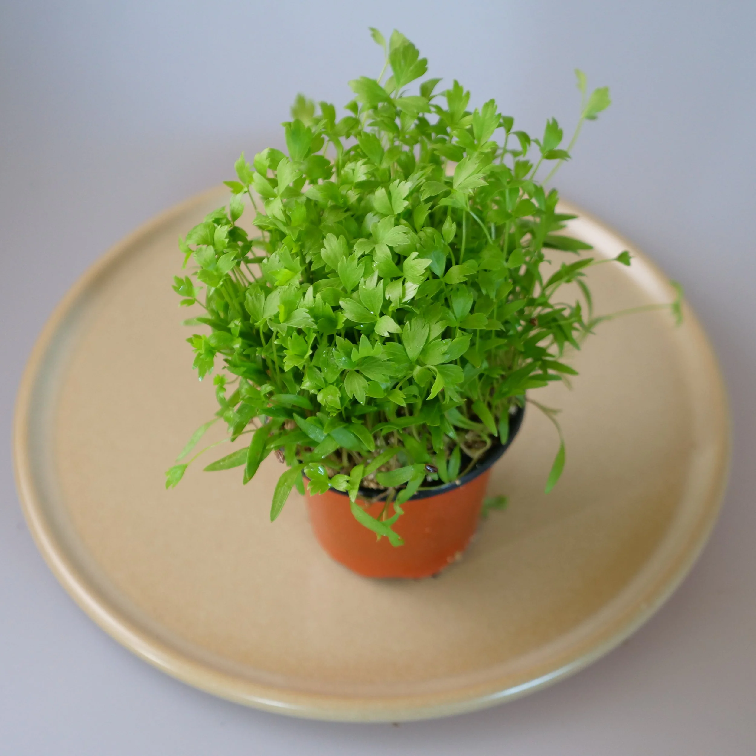 MICRO HERBS — EXPORT FRESH
