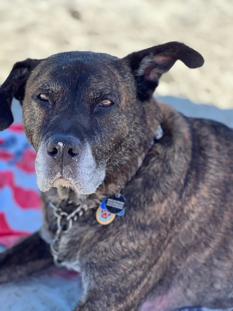 Are Garafian Shepherd Hypoallergenic