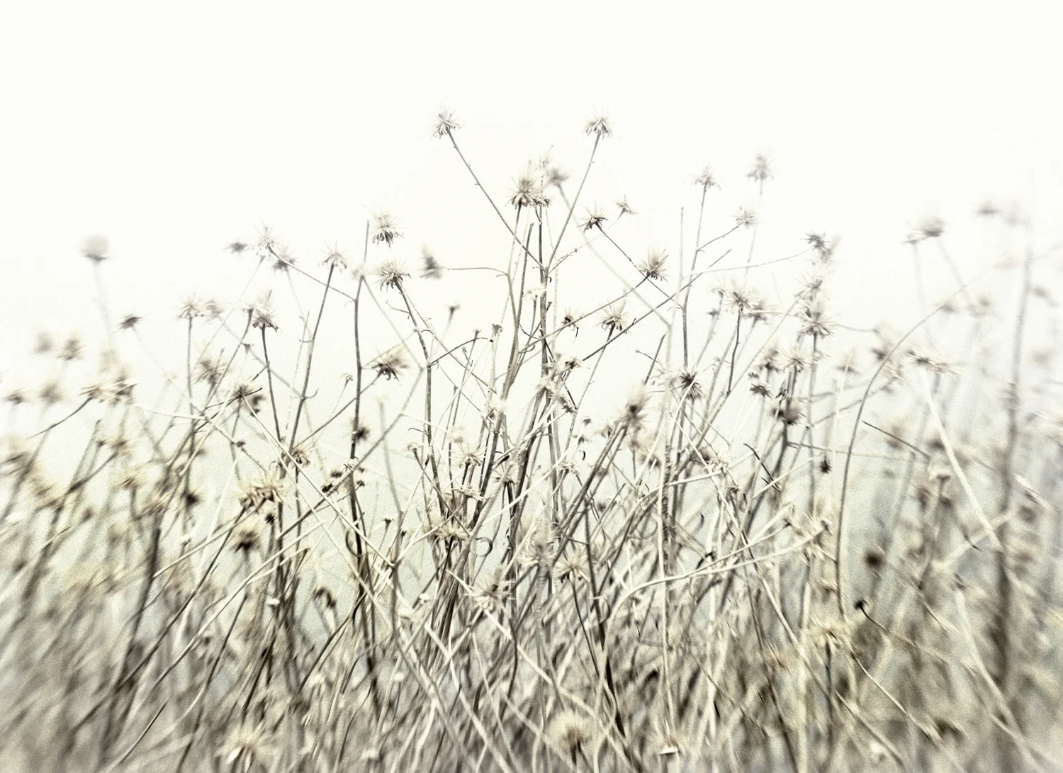 Living with Art // The Beauty of May Flowers — Romanoff Elements