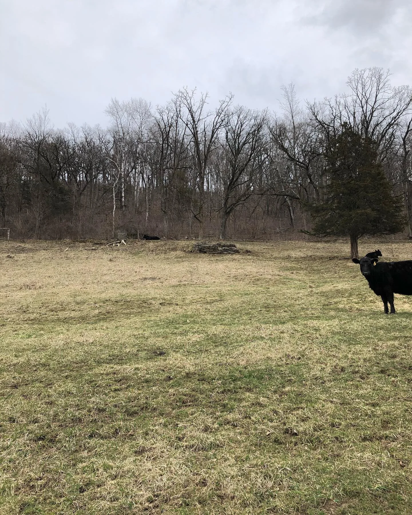 Instagram — Cates Family Farm