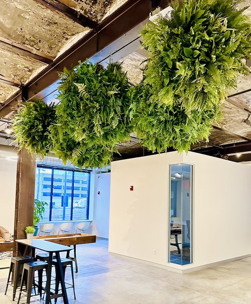 Hanging Plant Features — PLANTHROPY