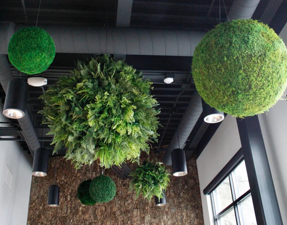 Overhead Plantscapes — PLANTHROPY