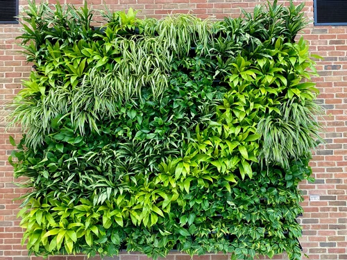 Living Green Walls — PLANTHROPY