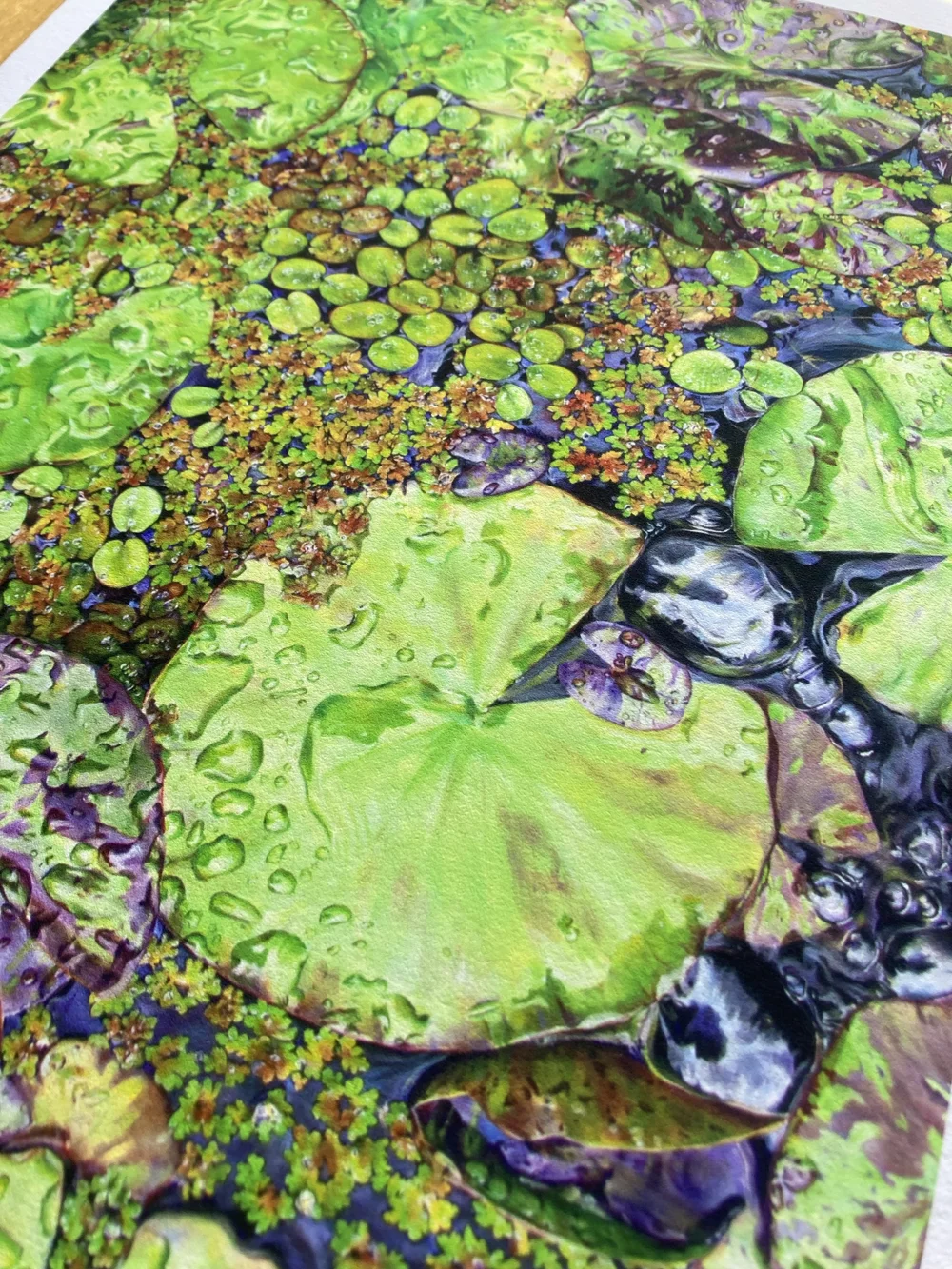 Beautiful Lily Pads
