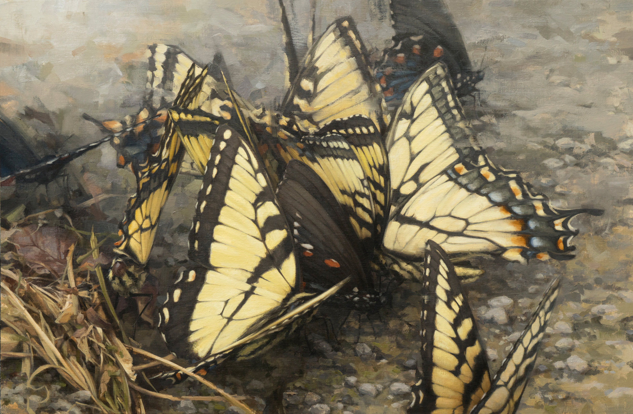 Robin Cole | Fine Artist | Drawing & Painting Instructor | Denver, CO