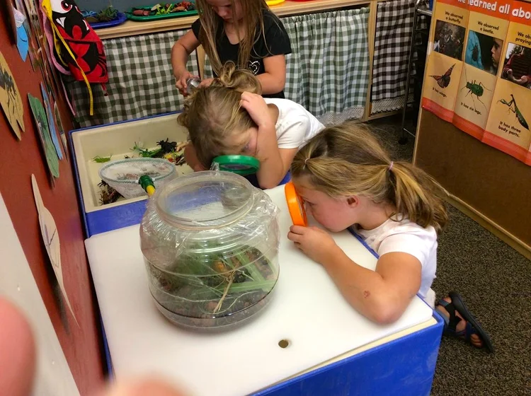 STEM Insect Lessons For Kindergarten — Kindergarten Kiosk