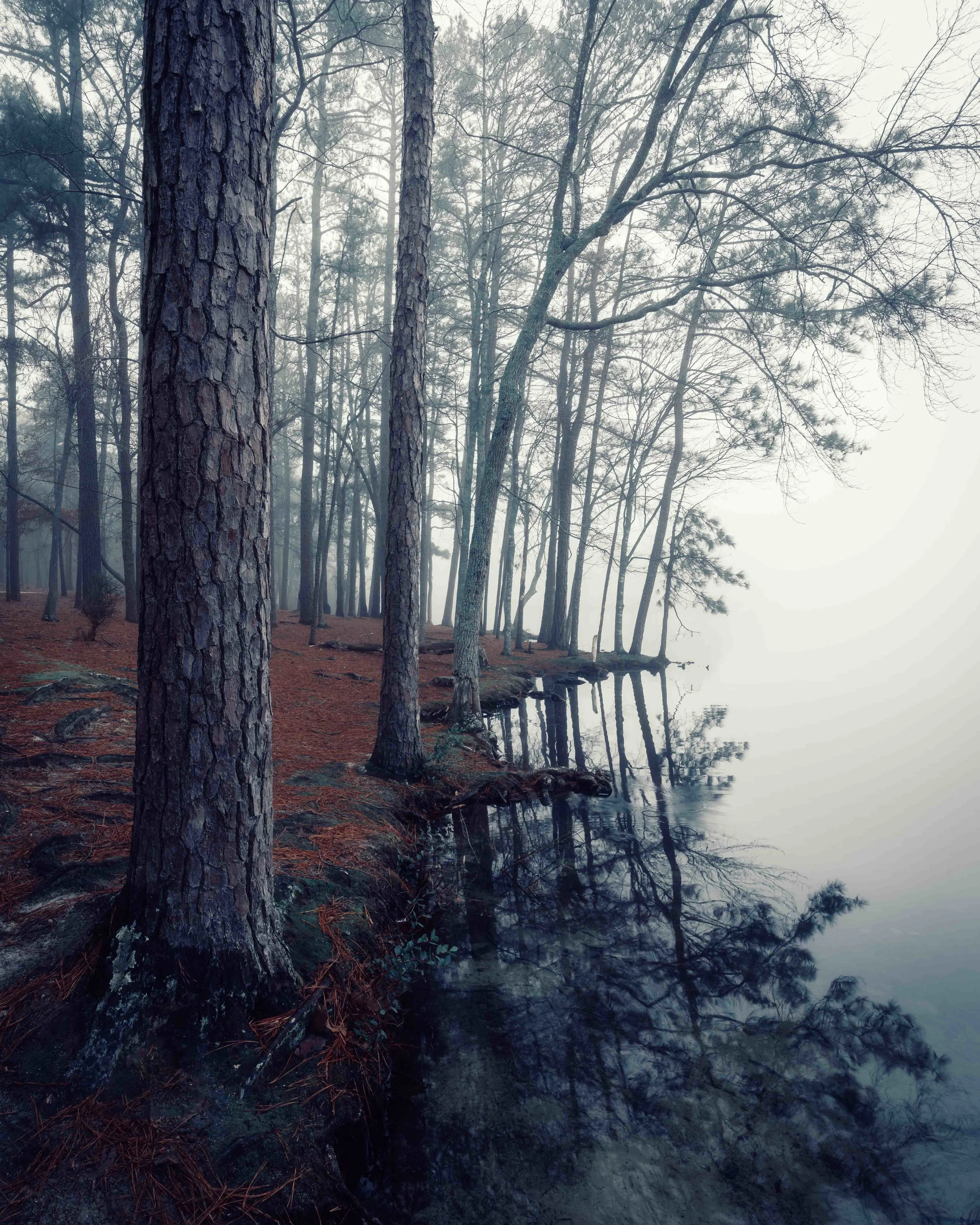 Woodland — Mark Denney | Landscape Photography