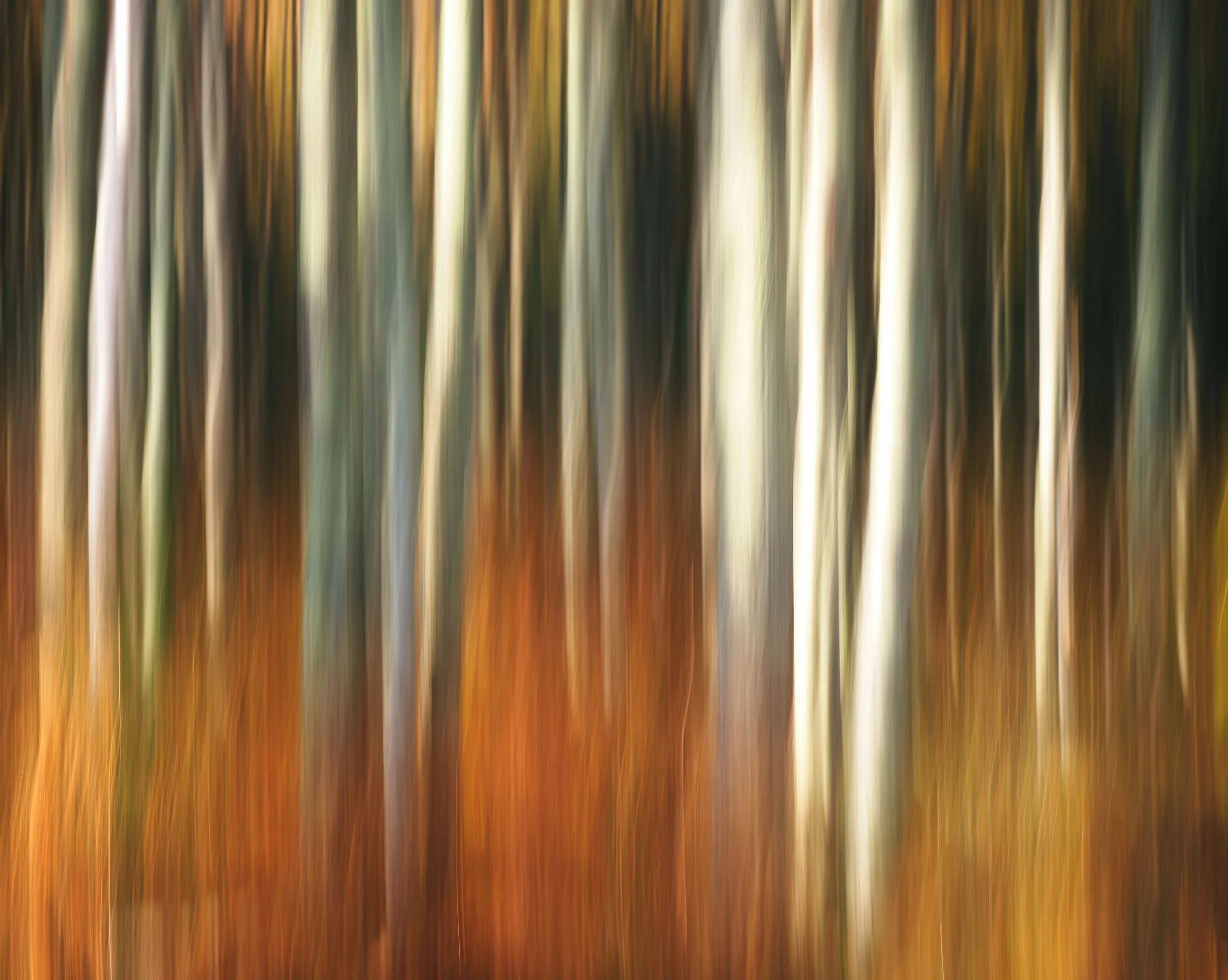 Woodland — Mark Denney | Landscape Photography