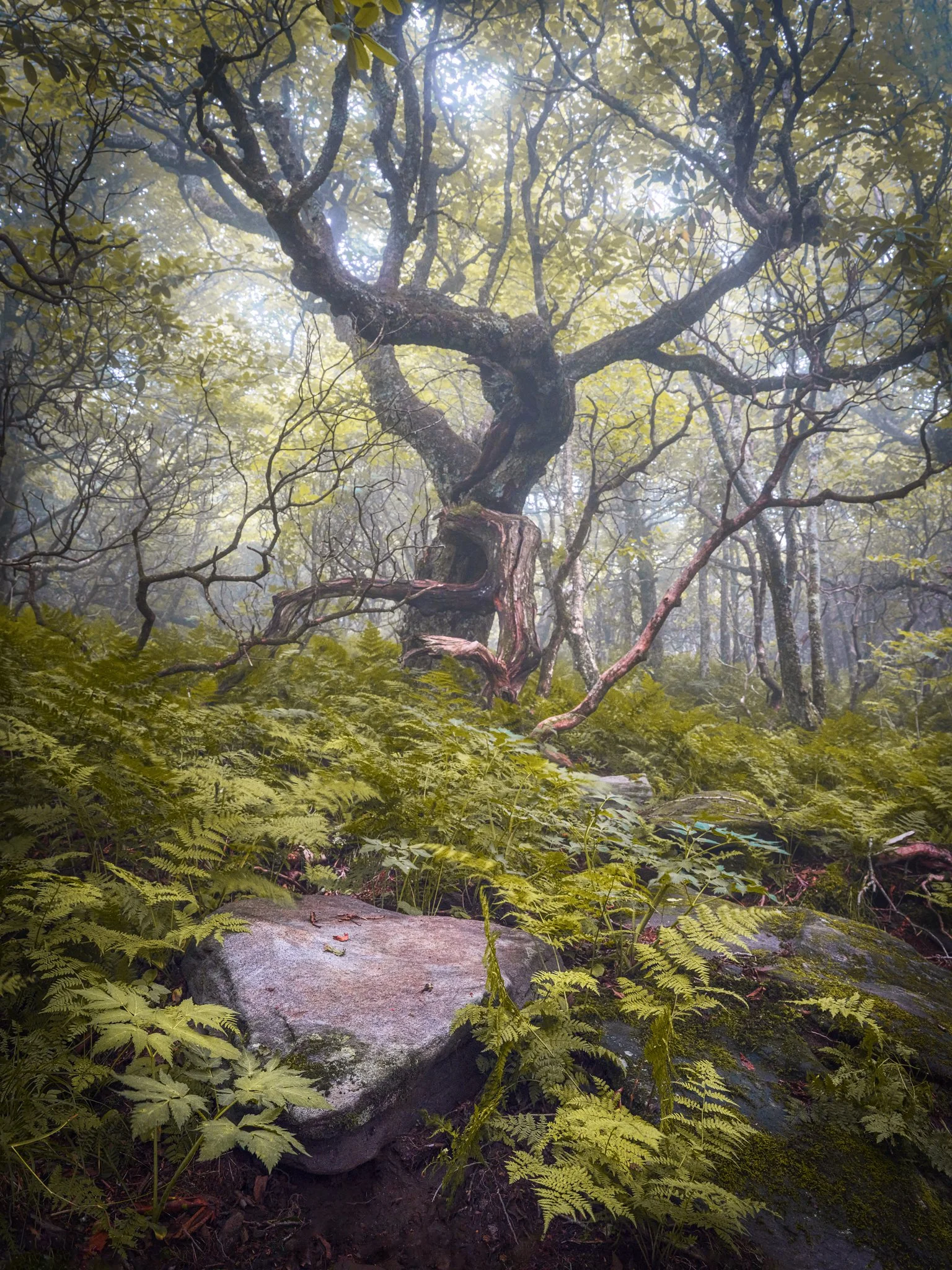Woodland — Mark Denney | Landscape Photography