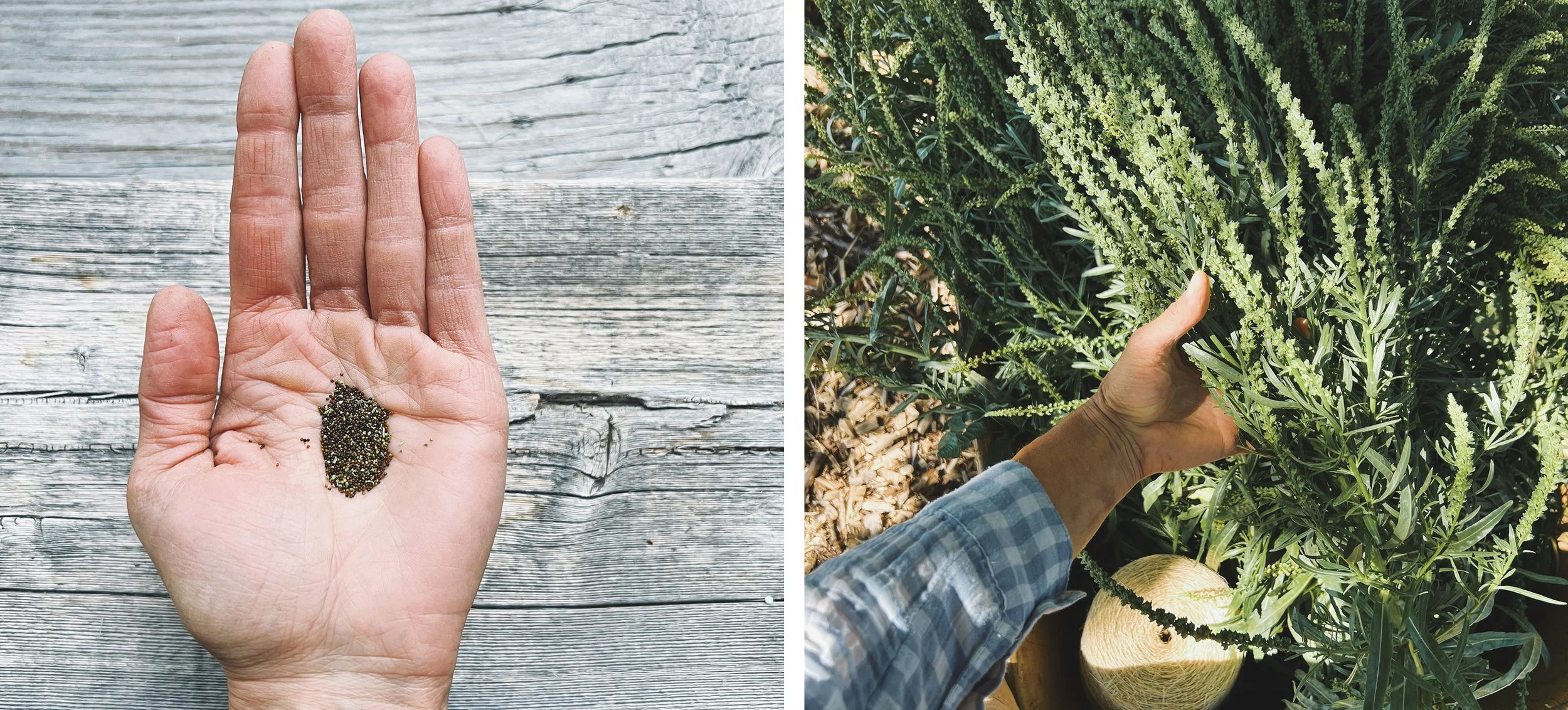 Blog — Farm & Folk