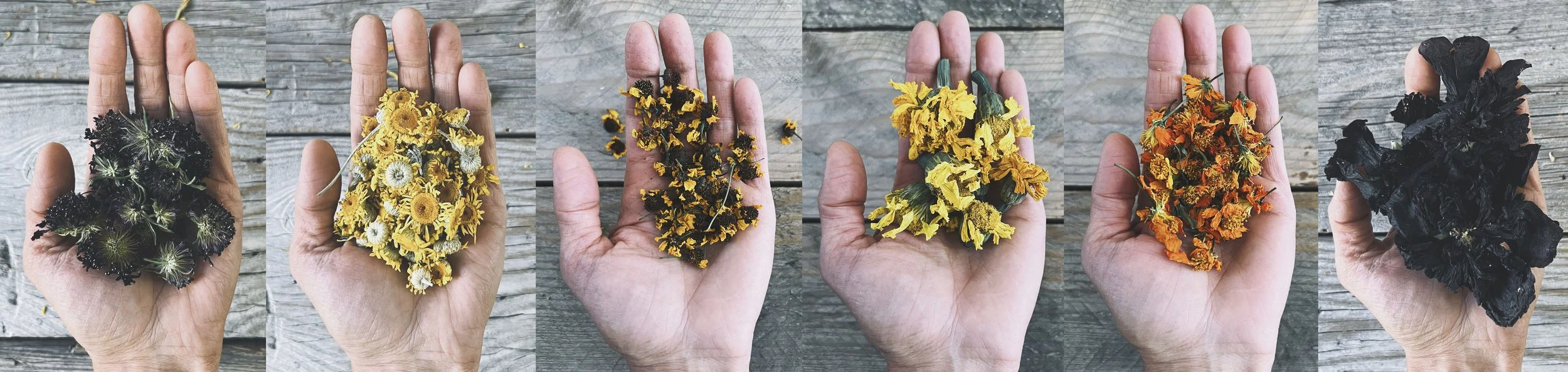 LIMITED EDITION 6-PACK DYE FLOWER SAMPLER — Farm & Folk