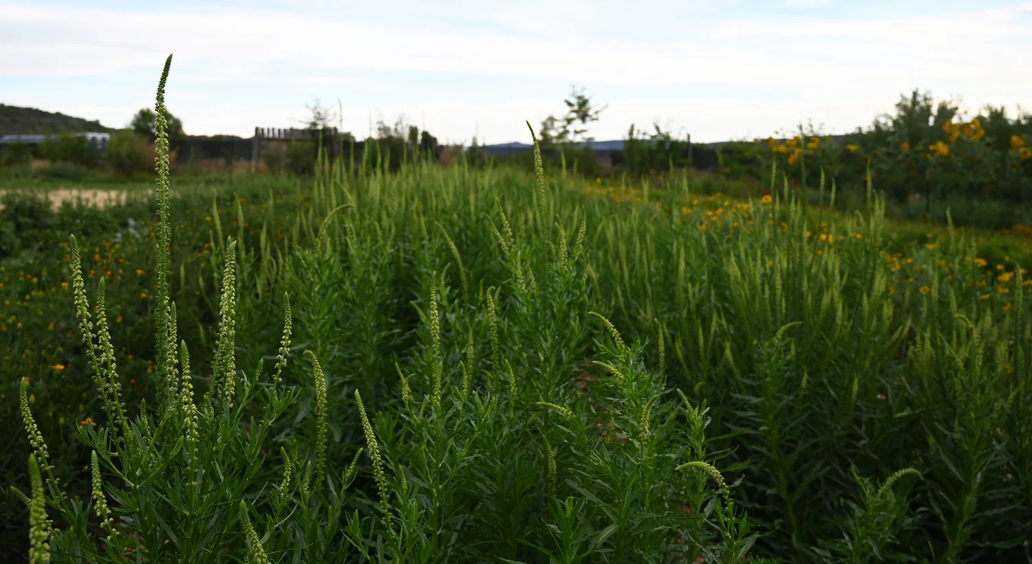 A late summer farm update — Farm & Folk