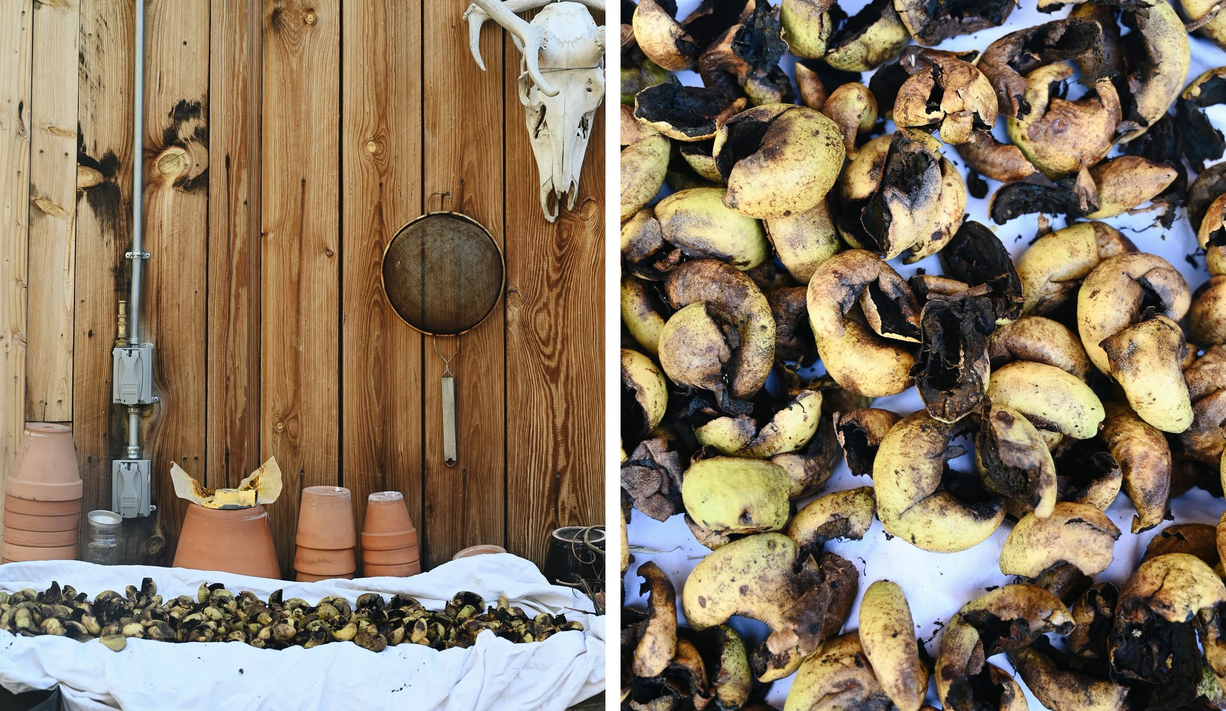 Natural Dyeing with Black Walnut Husks — Farm & Folk