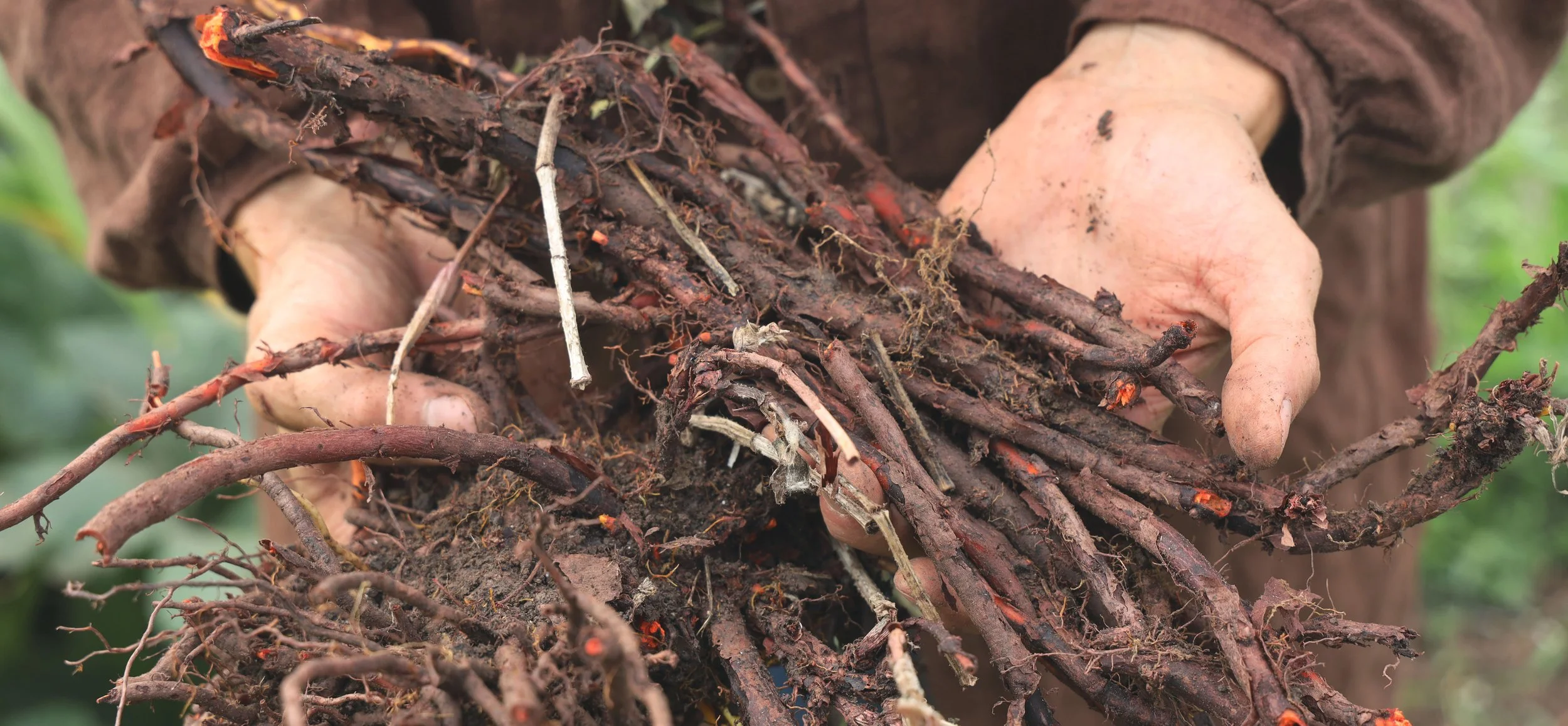 Natural Dye Cultivation Series: Madder root — Farm & Folk