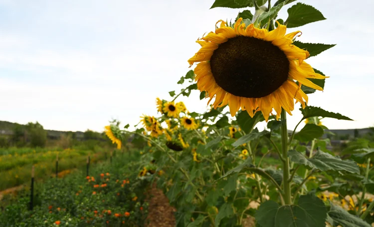 A late summer farm update — Farm & Folk
