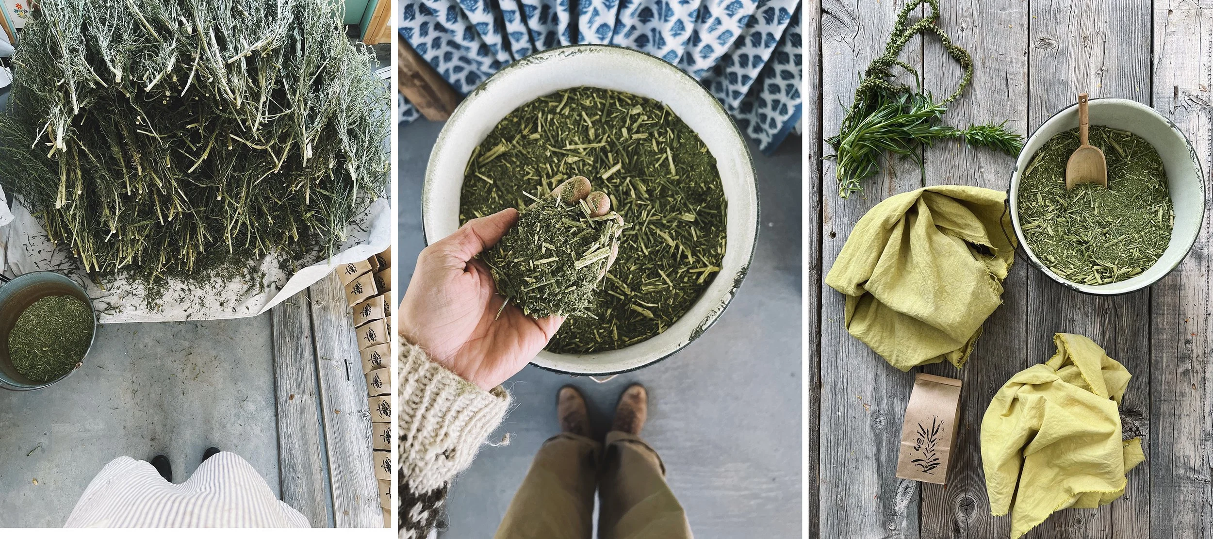 Natural Dye Cultivation Series: Weld — Farm & Folk
