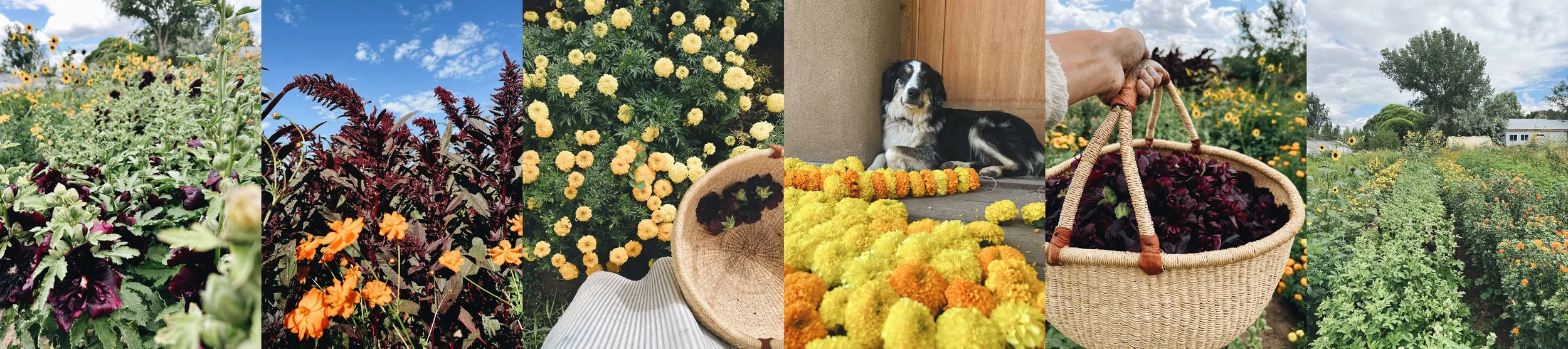 LIMITED EDITION 6-PACK DYE FLOWER SAMPLER — Farm & Folk