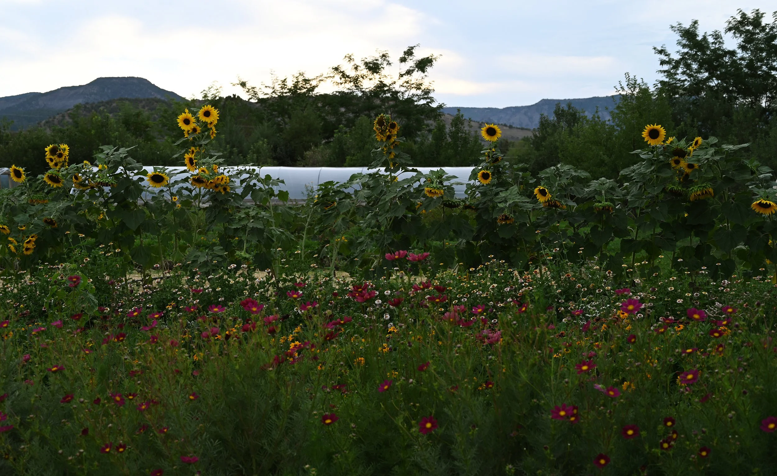 A late summer farm update — Farm & Folk